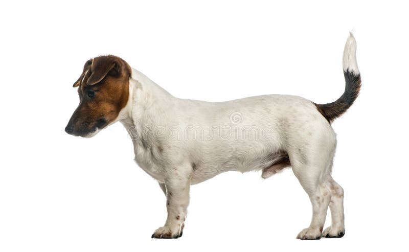 Side View of a Jack Russel Terrier Standing, Isolated Stock Photo ...
