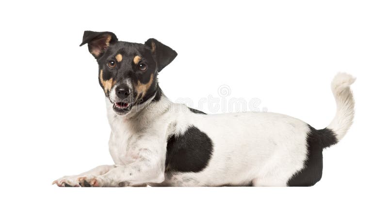 Side View of a Jack Russell Terrier Lying , Stock Image - Image of ...