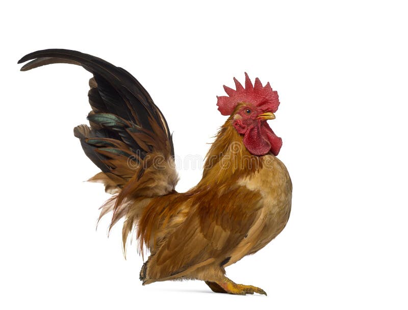 Japanese bantam rooster stock image. Image of beak, spotted - 26874171