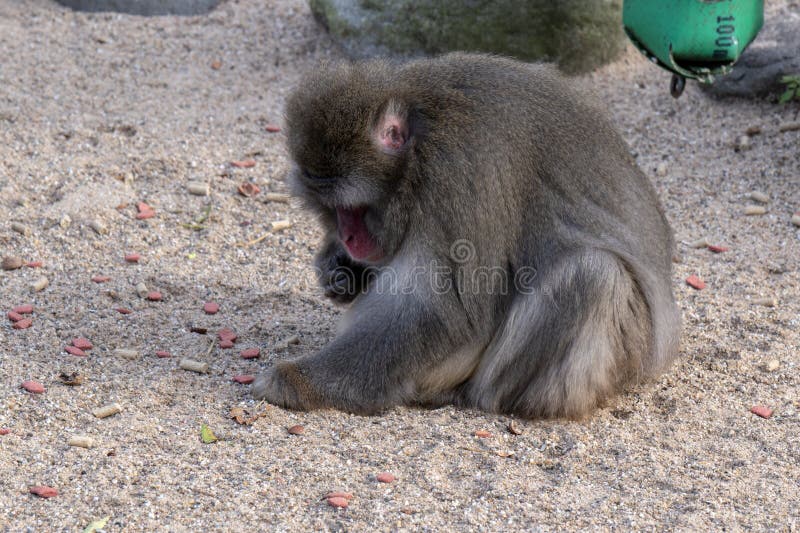 Side View of a Japanese Macaque at the Artis Zoo at Amsterdam the ...