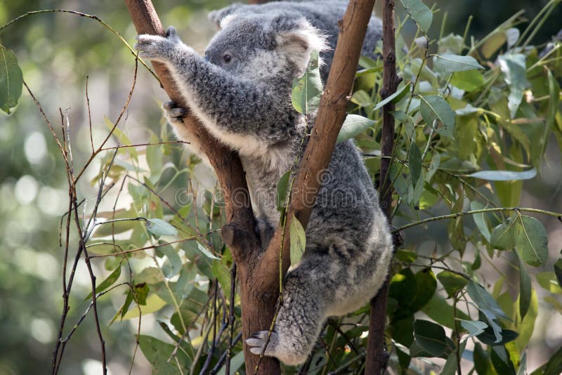 Koala Bear Side View Stock Photos - Free & Royalty-Free Stock Photos ...