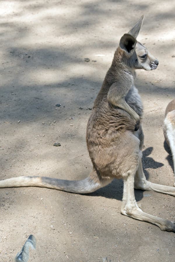 The Joey Red Kangaroo is Standing Up Stock Image - Image of strong ...