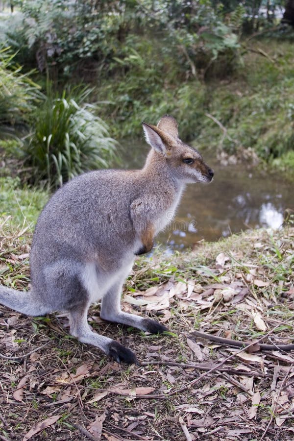 Side view of kangaroo stock image. Image of trip, unique - 980777
