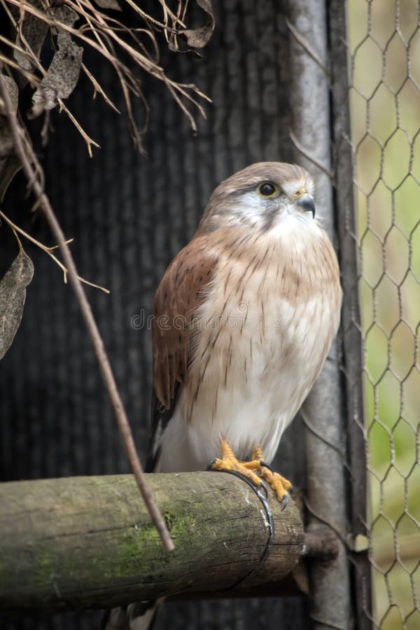 This is a Side View of a Kestrel Stock Image - Image of animal, raptor ...