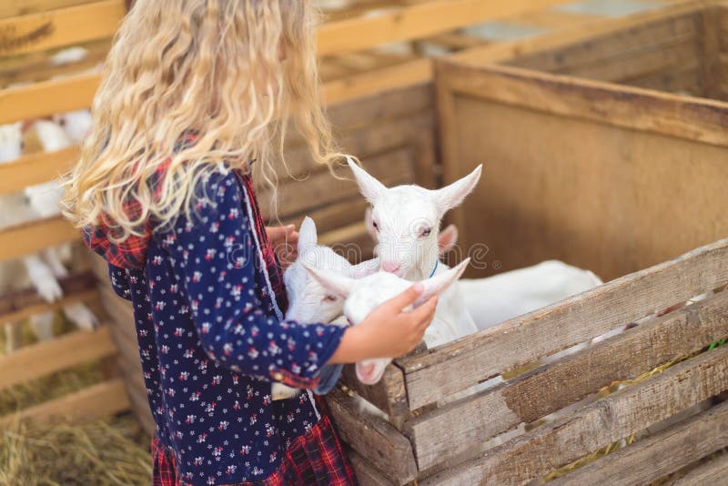 Hugging Goats Stock Photos - Free & Royalty-Free Stock Photos from ...