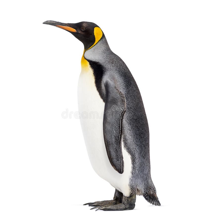 191 Penguin Side View Isolated Stock Photos - Free & Royalty-Free Stock ...