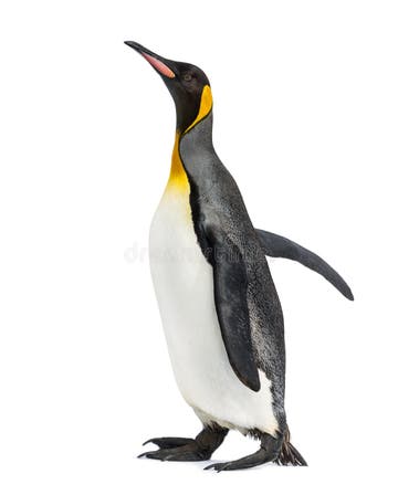 265 Penguin Side Profile Stock Photos - Free & Royalty-Free Stock ...