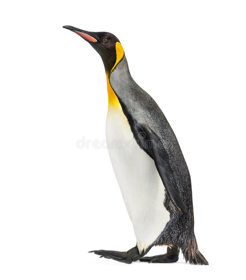 1,023 Penguin Side Photos - Free & Royalty-Free Stock Photos from ...