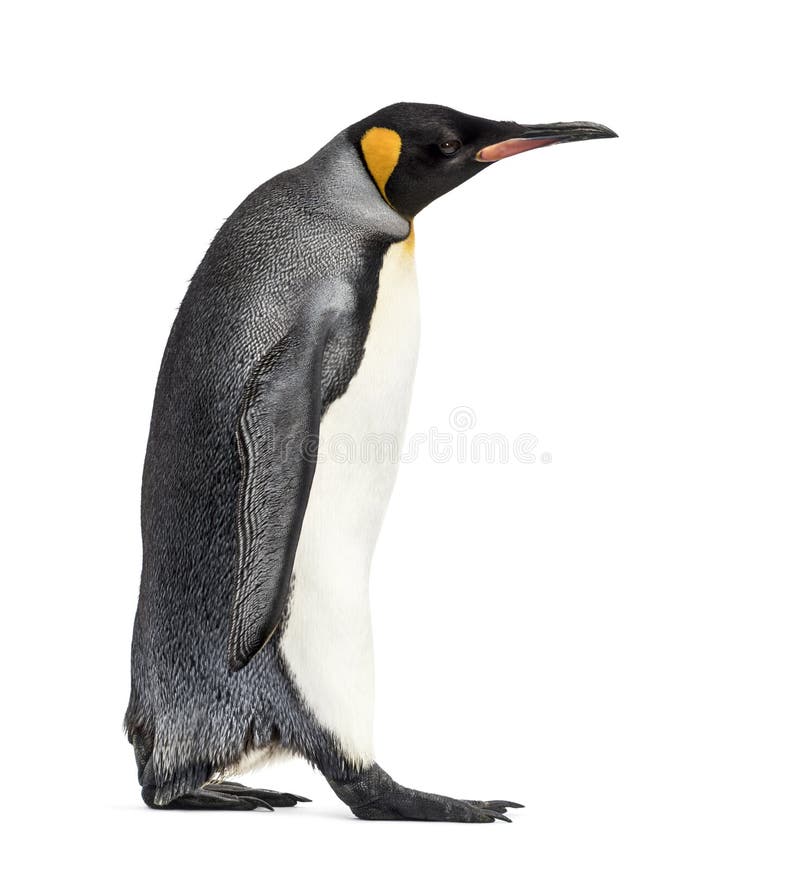 302 Side View Penguin Walking Stock Photos - Free & Royalty-Free Stock ...