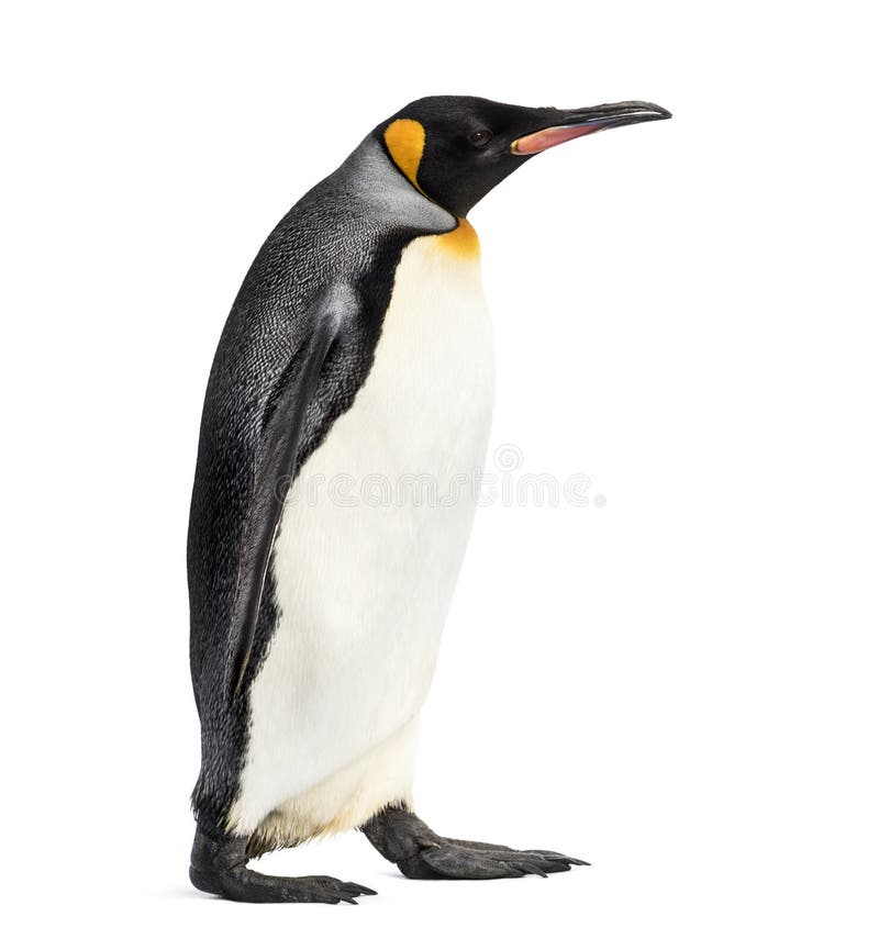 Side View of a King Penguin Walking, Isolated Stock Image - Image of ...