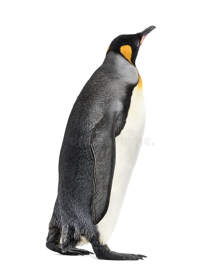 251 Penguin Side Profile Stock Photos - Free & Royalty-Free Stock ...