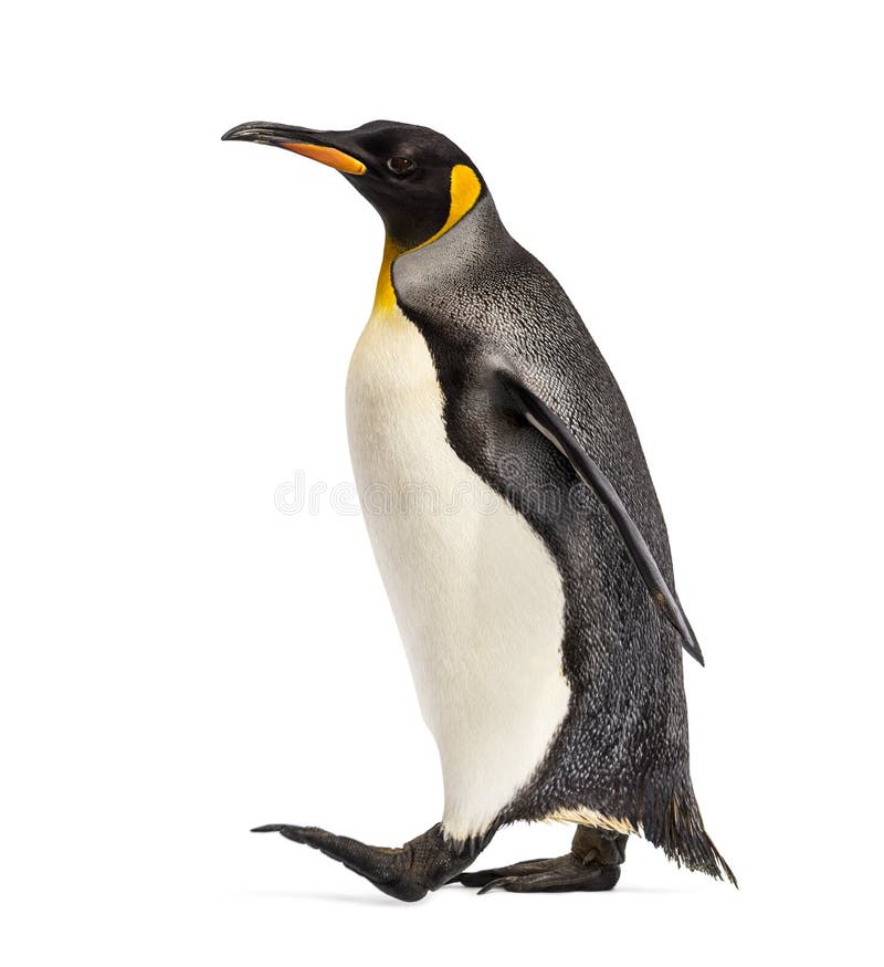 1,023 Penguin Side Photos - Free & Royalty-Free Stock Photos from ...