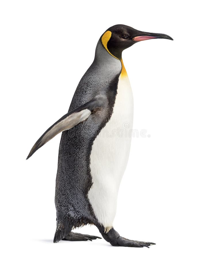 251 Penguin Side Profile Stock Photos - Free & Royalty-Free Stock ...