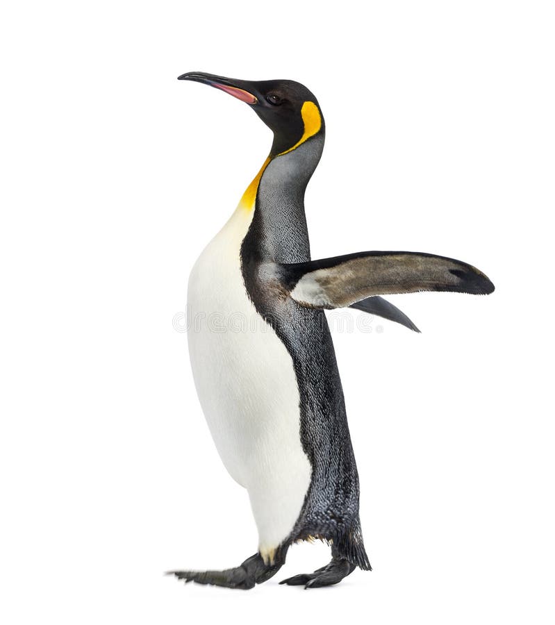 King Penguin Standing In Front Of A White Background Stock Photo ...