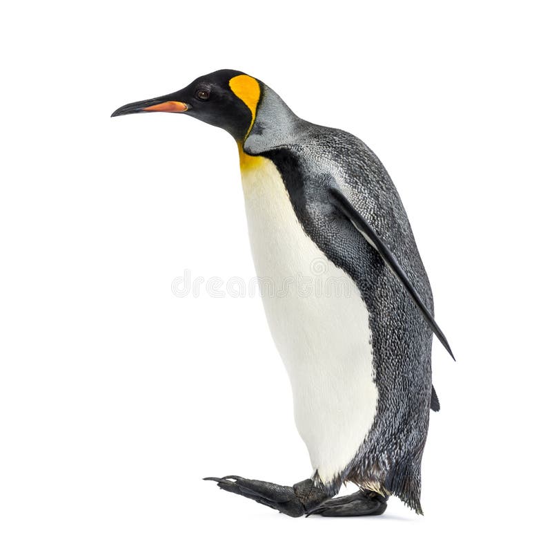 Side View of a King Penguin Walking, Isolated Stock Image - Image of ...