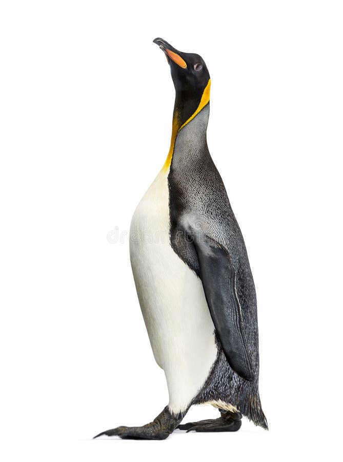 251 Penguin Side Profile Stock Photos - Free & Royalty-Free Stock ...