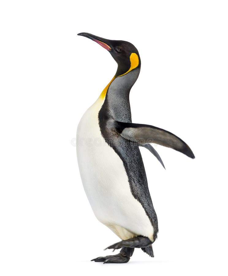 King Penguin Standing In Front Of A White Background Stock Photo ...