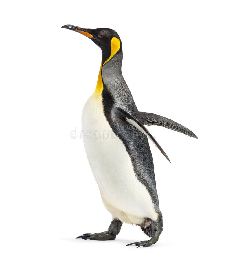 Side View of a King Penguin Walking, Isolated Stock Image - Image of ...
