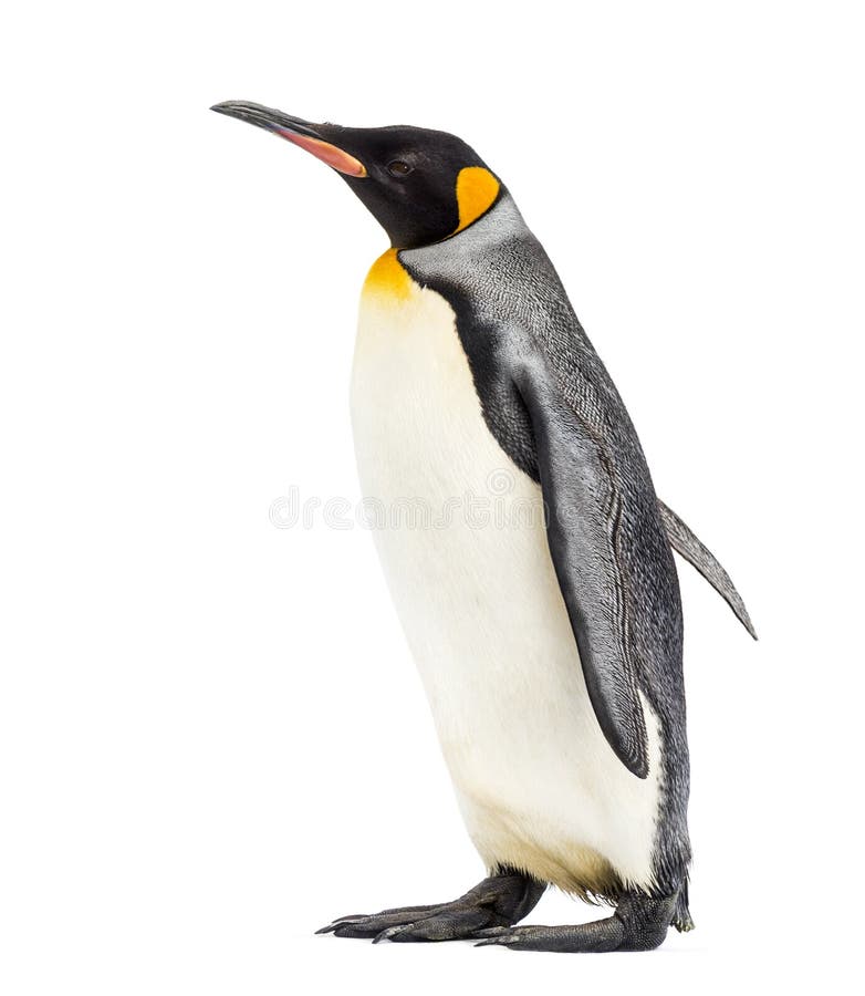 Side View of a King Penguin Walking, Isolated Stock Image - Image of ...