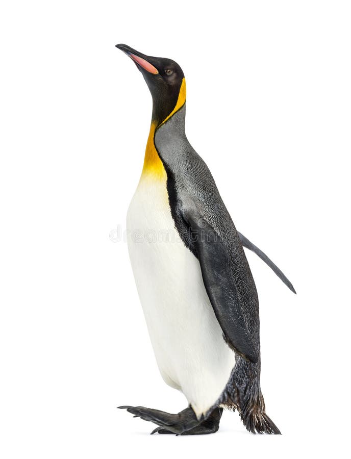 Side View of a King Penguin Walking, Isolated Stock Photo - Image of ...
