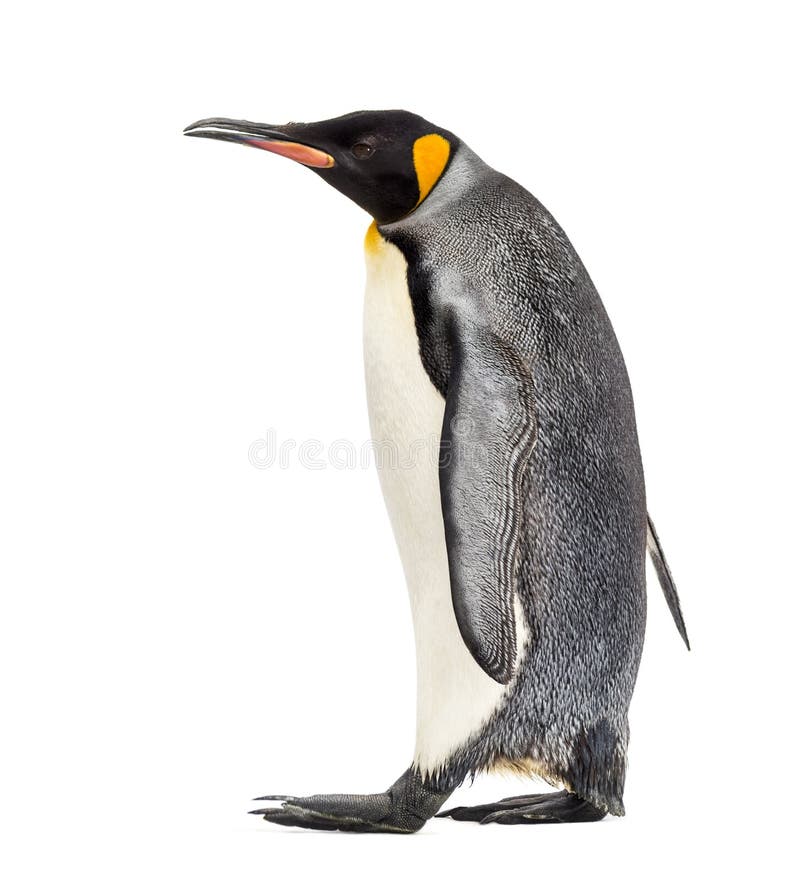 251 Penguin Side Profile Stock Photos - Free & Royalty-Free Stock ...