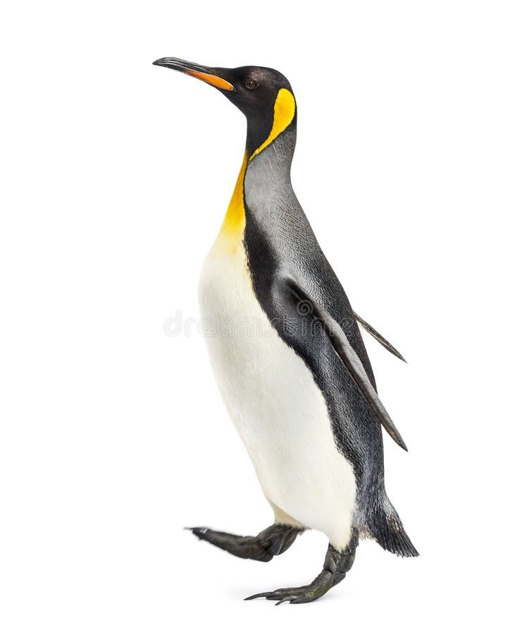 251 Penguin Side Profile Stock Photos - Free & Royalty-Free Stock ...
