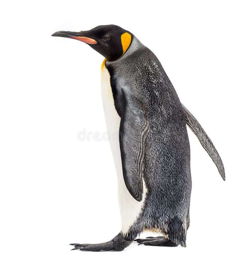 Side View of a King Penguin Walking, Isolated Stock Photo - Image of ...