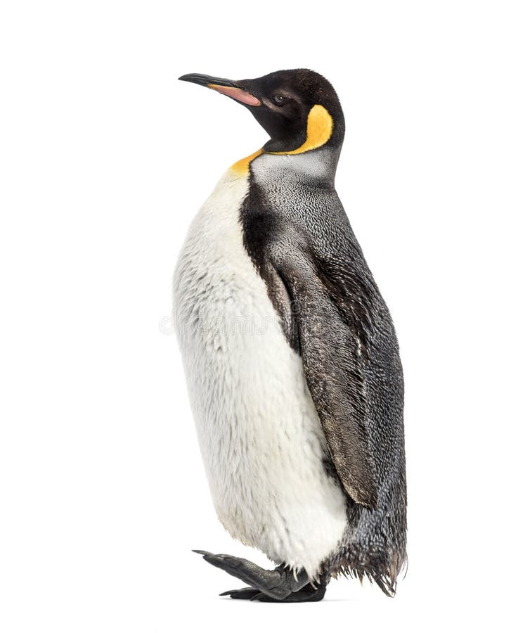 251 Penguin Side Profile Stock Photos - Free & Royalty-Free Stock ...