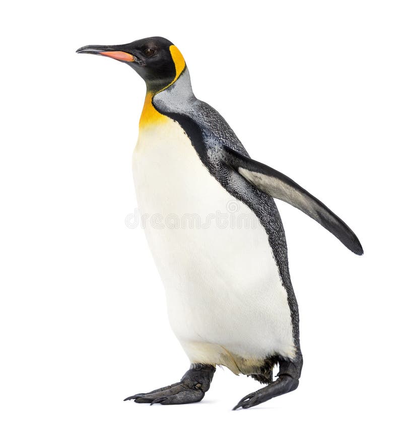 302 Side View Penguin Walking Stock Photos - Free & Royalty-Free Stock ...