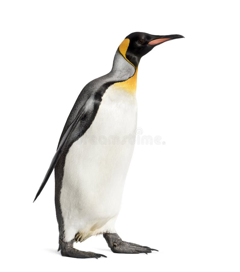 251 Penguin Side Profile Stock Photos - Free & Royalty-Free Stock ...
