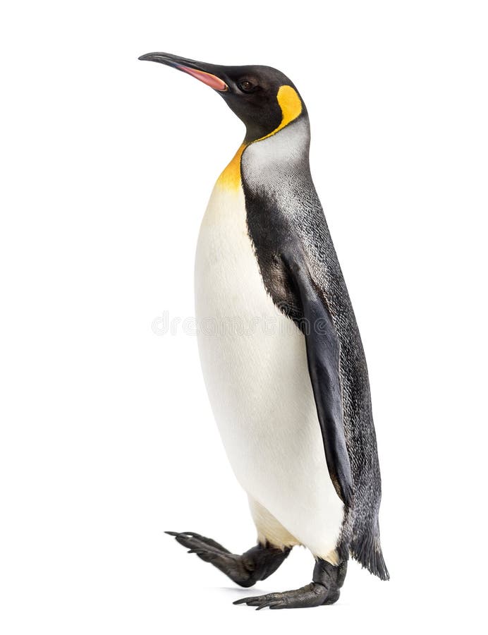 Side View of a King Penguin Walking, Isolated Stock Photo - Image of ...
