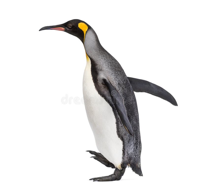 Side View of a King Penguin Walking Stock Image - Image of fauna ...