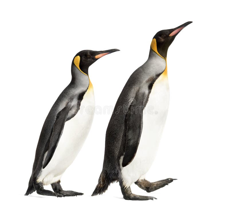 Side View of a King Penguin Walking, Isolated Stock Photo - Image of ...