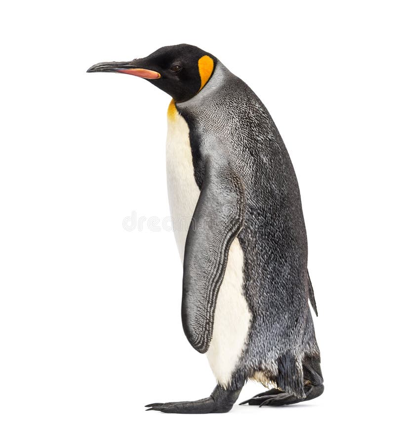 251 Penguin Side Profile Stock Photos - Free & Royalty-Free Stock ...