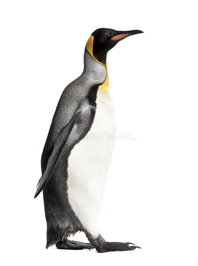 Side View of a King Penguin Walking, Isolated Stock Photo - Image of ...