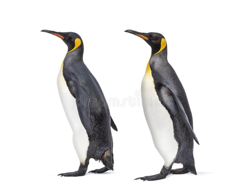 Side View of a King Penguin Walking Stock Photo - Image of king ...