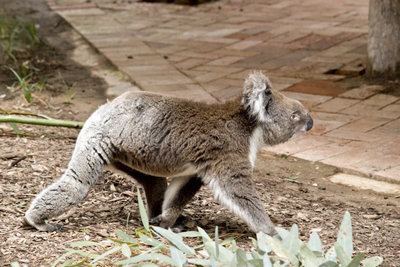 This is a Side View of a Tern Stock Photo - Image of wings, australia ...
