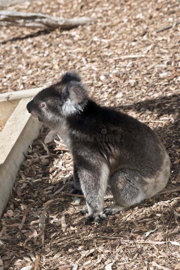 257 Koala Bear Side View Stock Photos - Free & Royalty-Free Stock ...