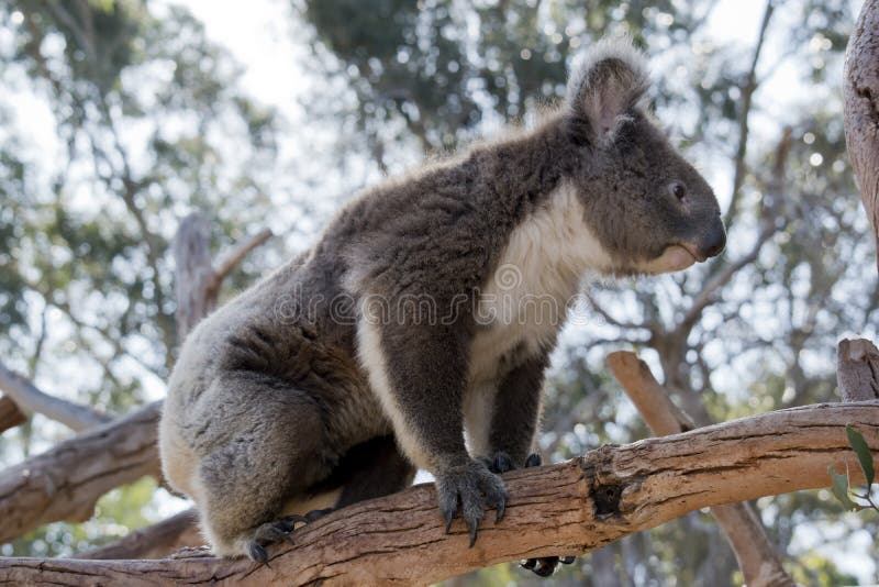Koala Bear Side View Stock Photos - Free & Royalty-Free Stock Photos ...