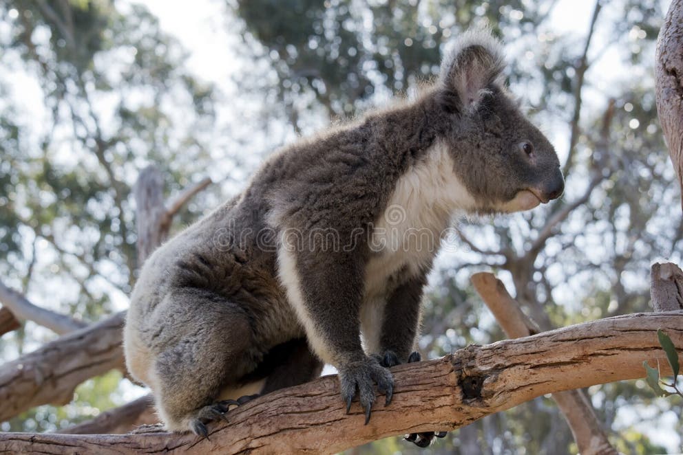 This is a Side View of a Koala Stock Photo - Image of animal, hairy ...
