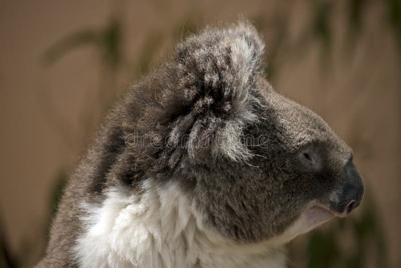 This is a Side View of a Koala Stock Image - Image of koala, nose ...