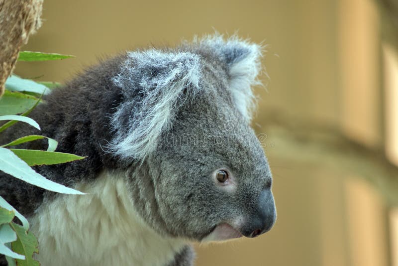 Koala Bear Side View Photos - Free & Royalty-Free Stock Photos from ...