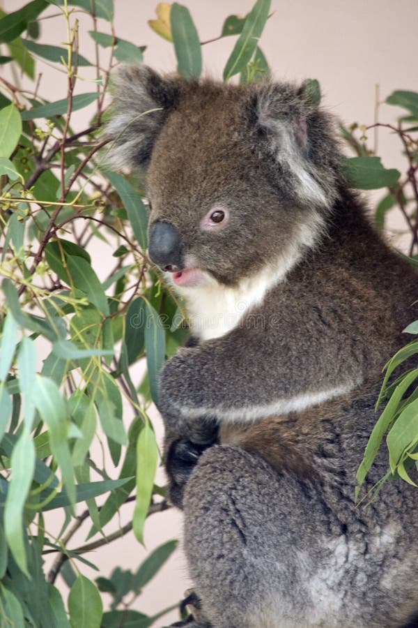 Koala Bear Side View Stock Photos - Free & Royalty-Free Stock Photos ...