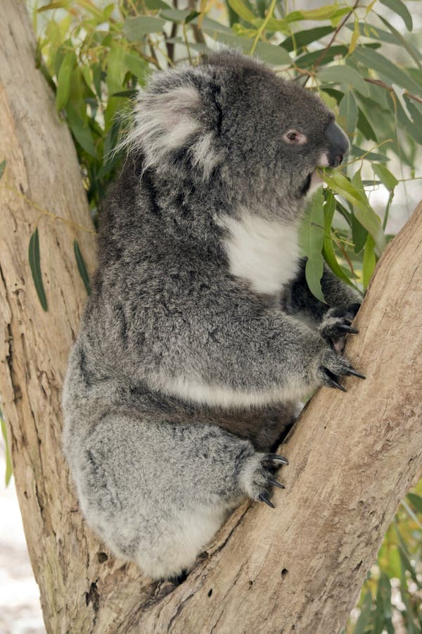 This is a Side View of a Koala Eating Leaves Stock Photo - Image of ...