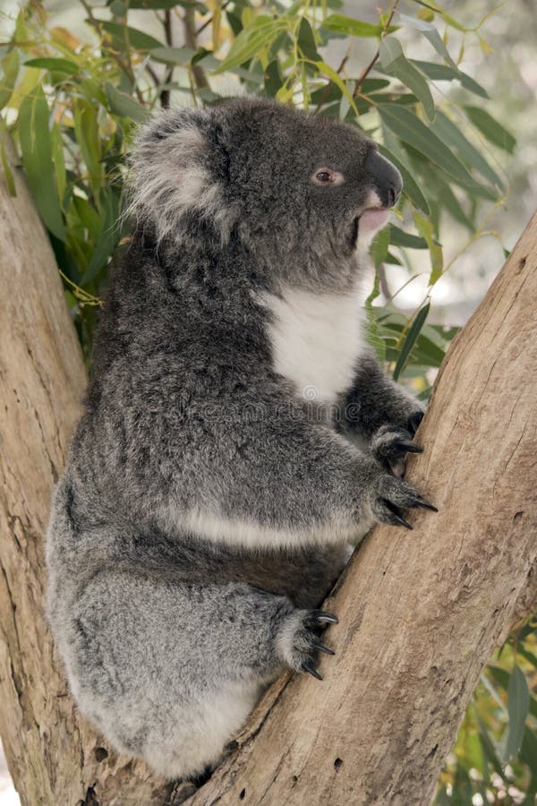 This is a Side View of a Koala Stock Image - Image of tree, white ...