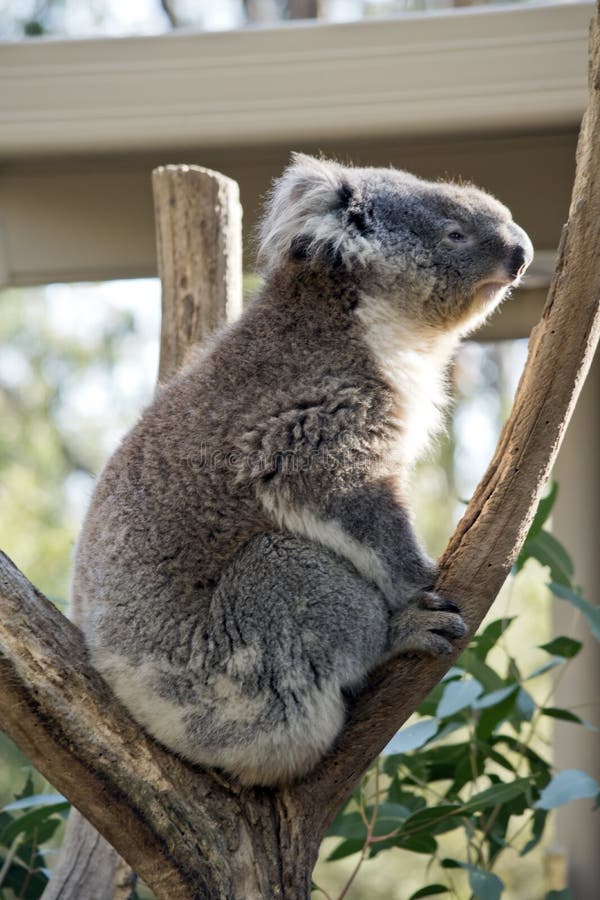 Koala Bear Side View Stock Photos - Free & Royalty-Free Stock Photos ...