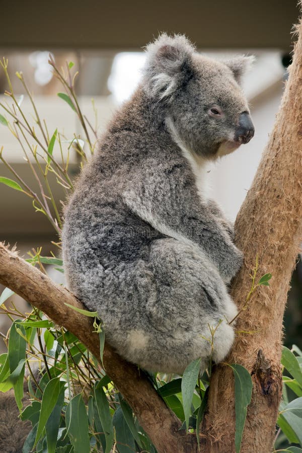 Koala Bear Side View Stock Photos - Free & Royalty-Free Stock Photos ...