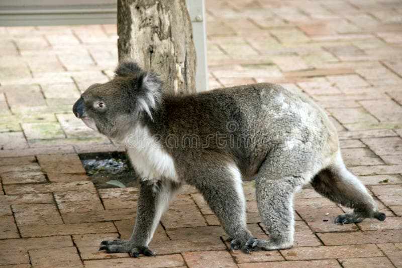 257 Koala Bear Side View Stock Photos - Free & Royalty-Free Stock ...