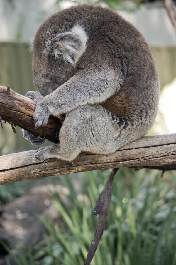 Koala Bear Side View Stock Photos - Free & Royalty-Free Stock Photos ...