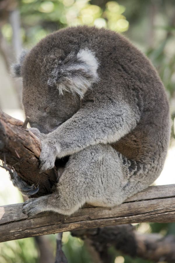 Koala Bear Side View Stock Photos - Free & Royalty-Free Stock Photos ...